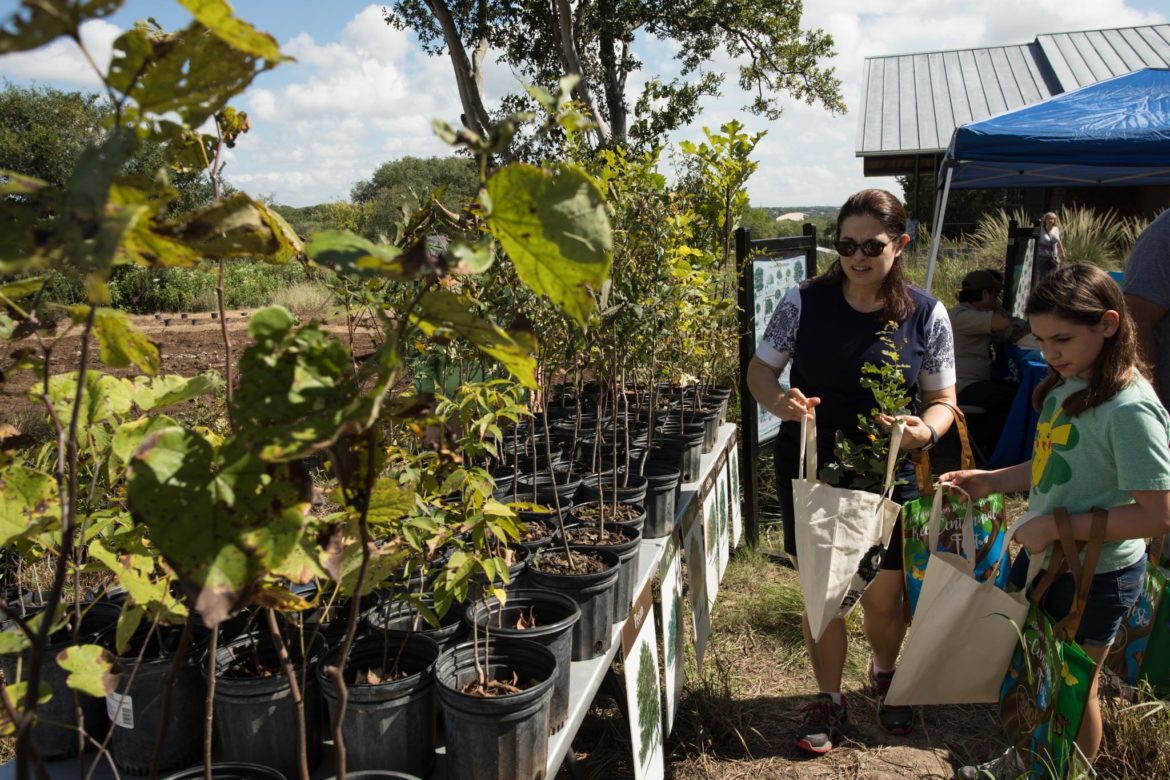 San Antonio uses tree giveaways to push equitable tree cover across city