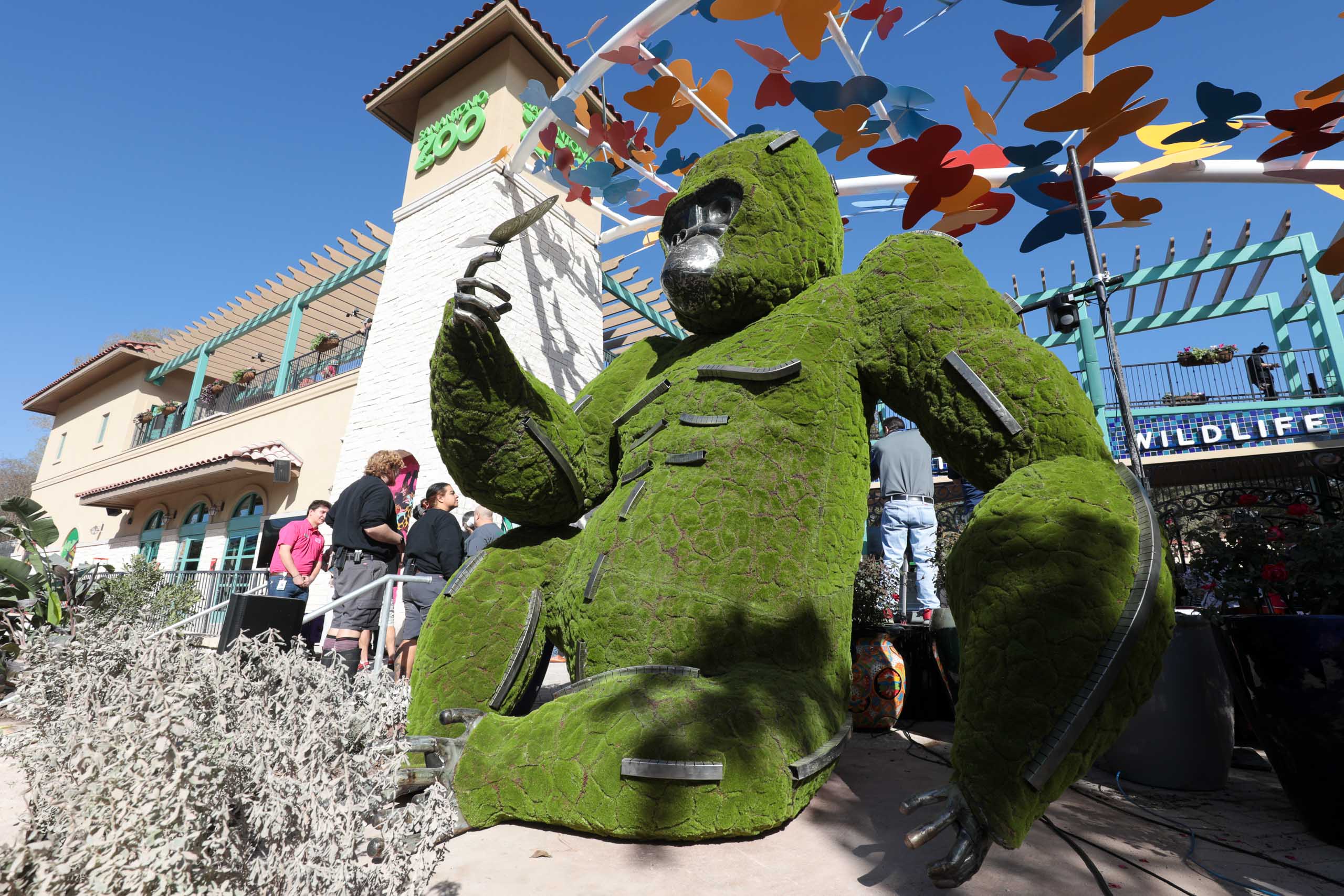 San Antonio Zoo to use $500K from city's tree fund for gorilla enclosure