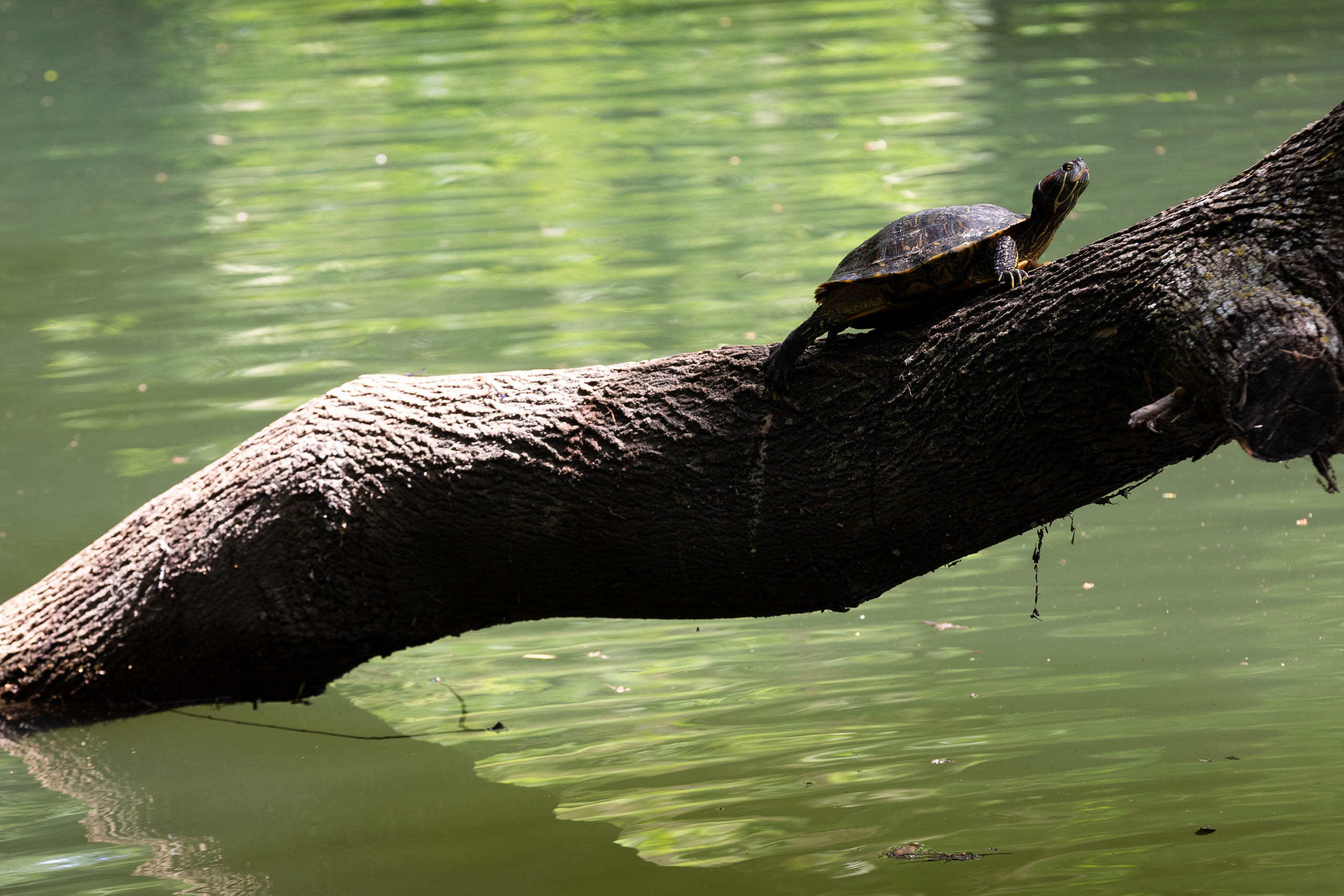 River Road ecosystem restoration heads into design phase