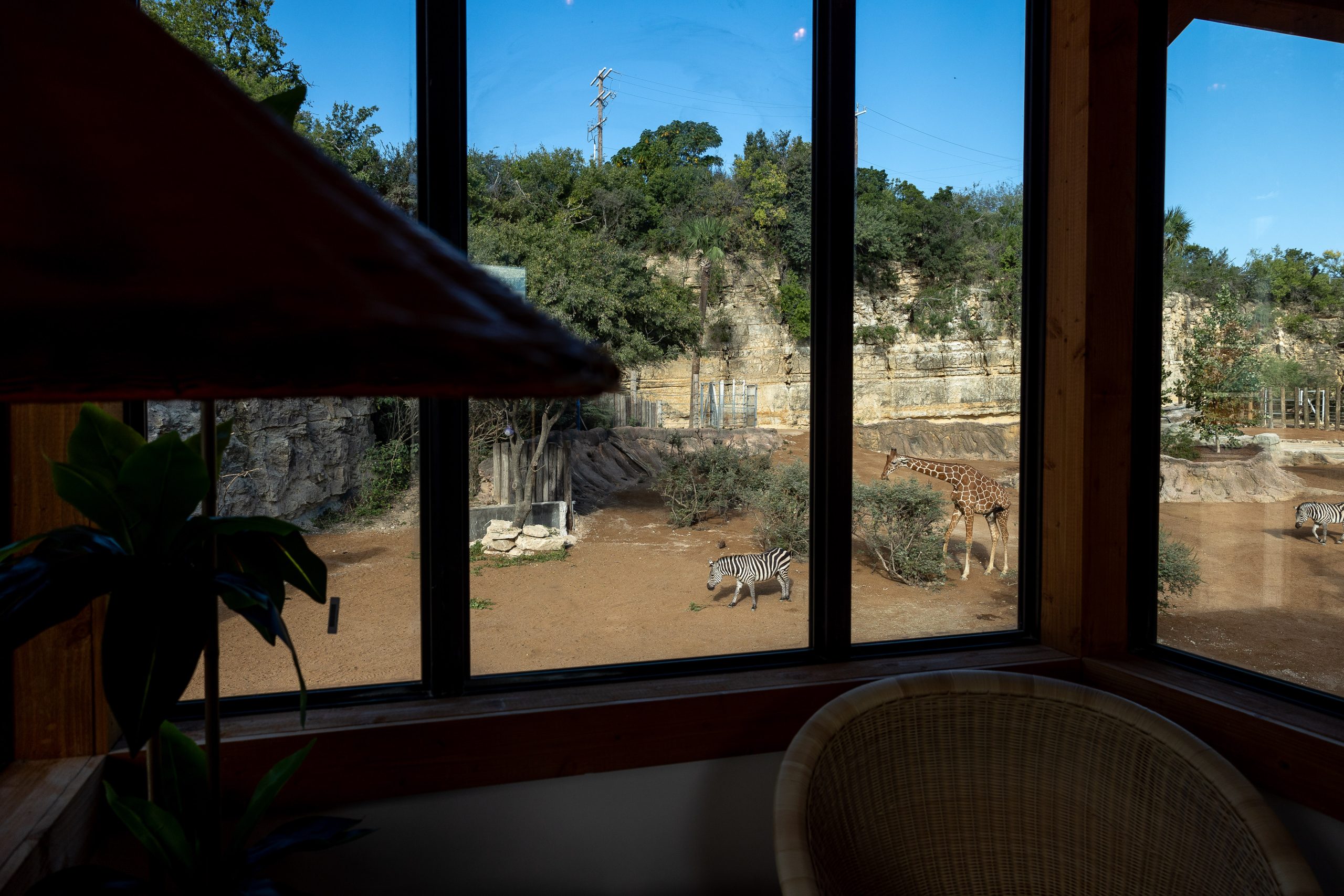 Safari experience comes to San Antonio Zoo in new giraffe habitat