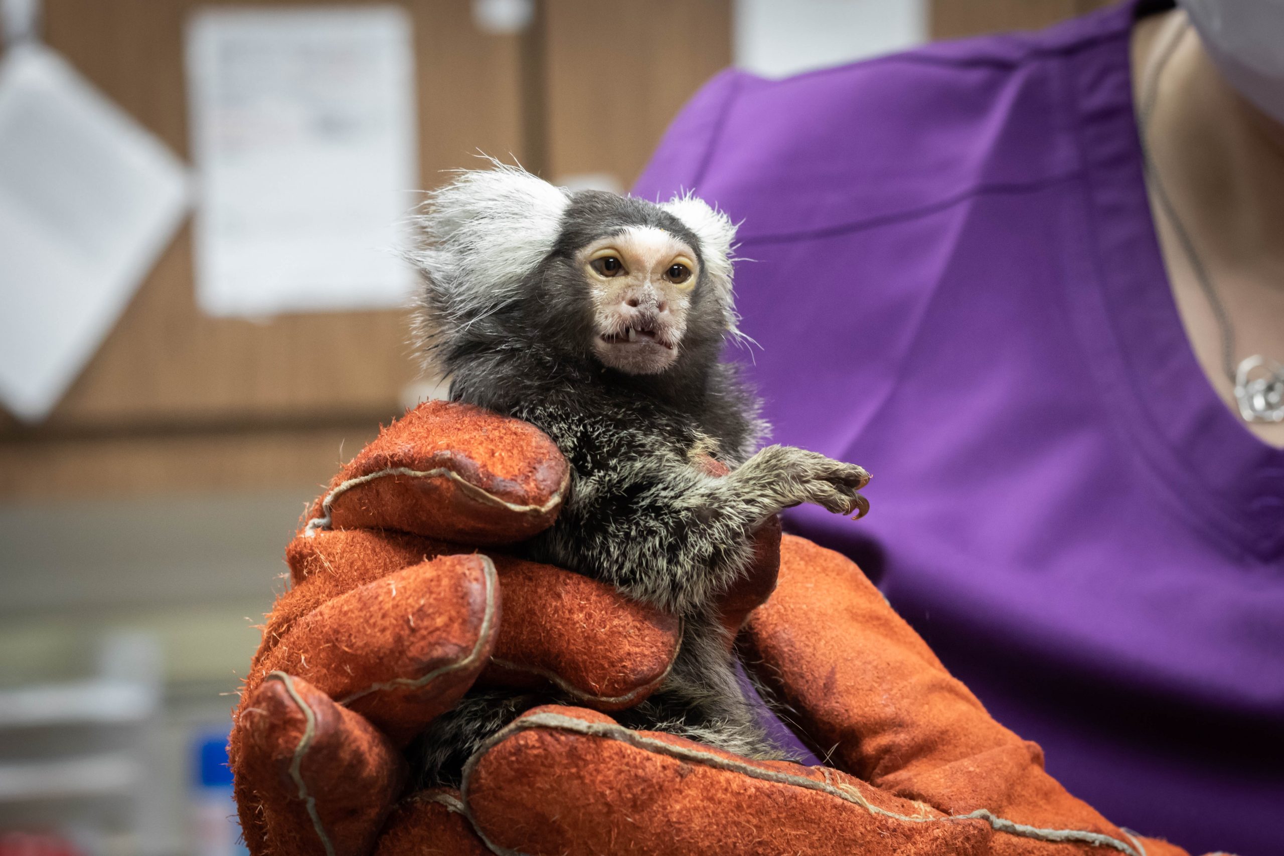 How San Antonio's marmosets contribute to longevity research