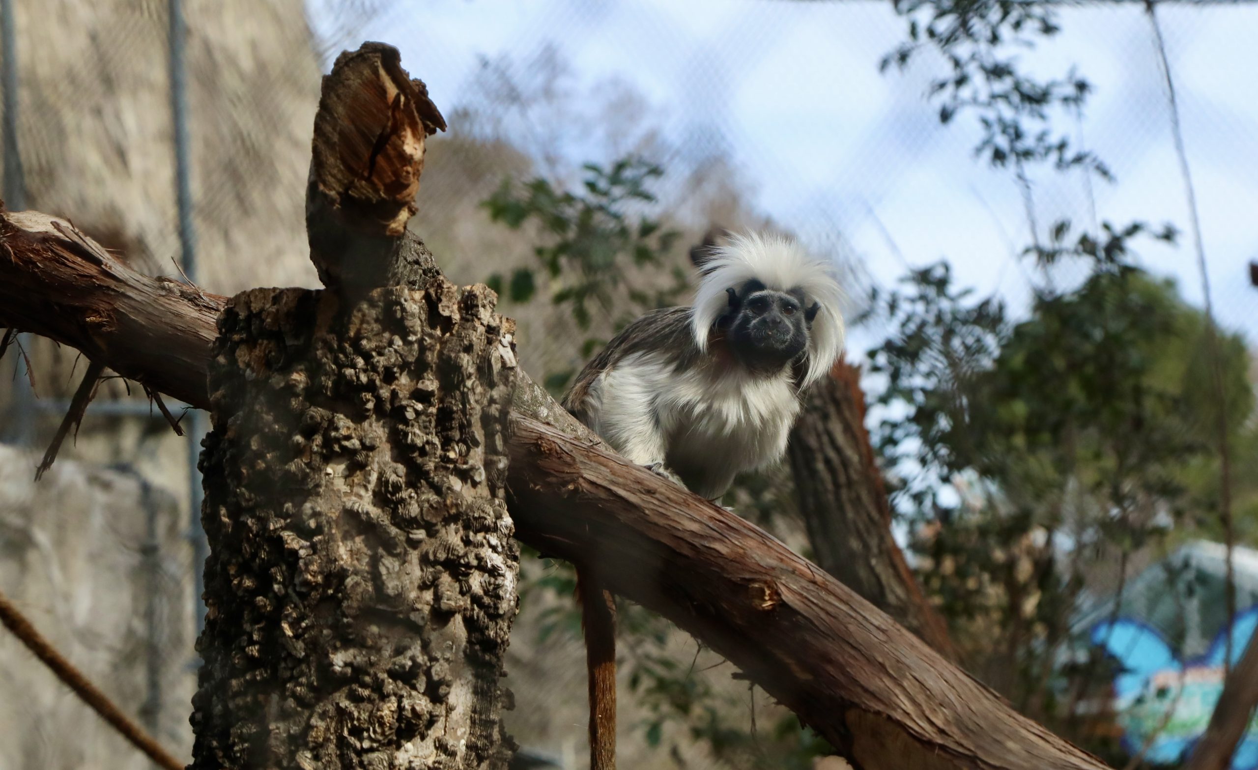 Zoo ends era of encaging primates with habitat upgrades